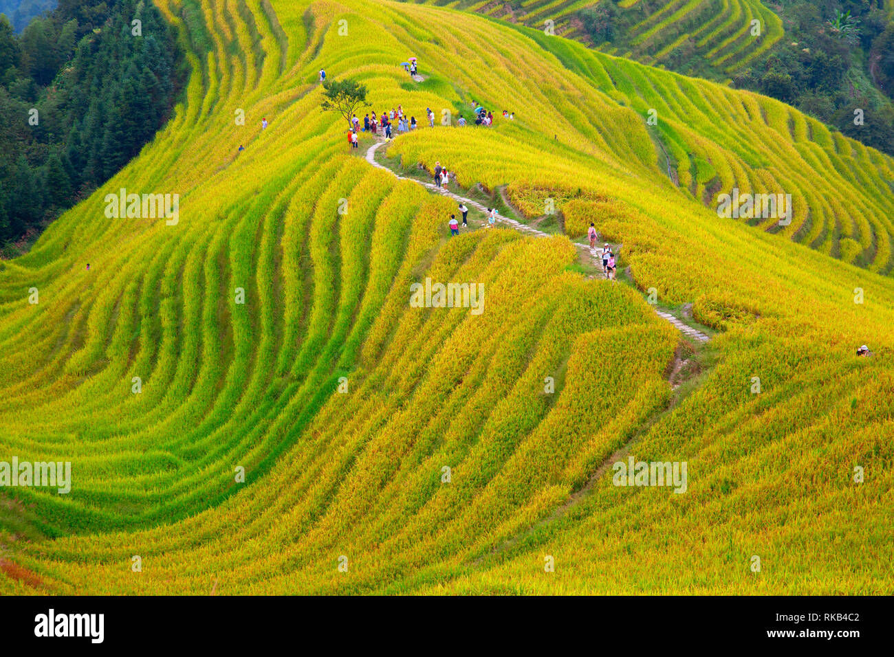The Longsheng Rice Terraces(Dragon's Backbone) also known as Longji ...