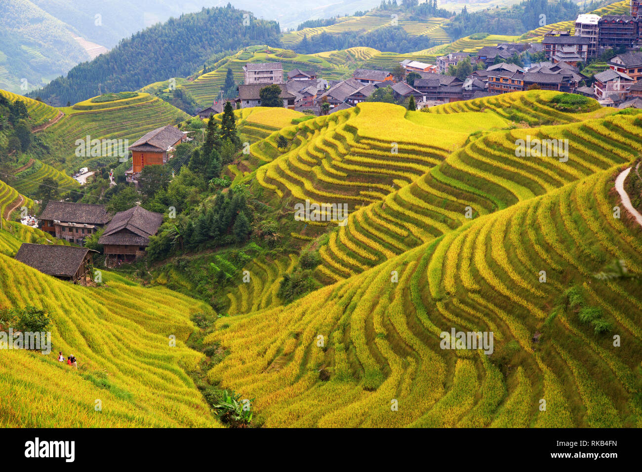 The Longsheng Rice Terraces(Dragon's Backbone) also known as Longji ...