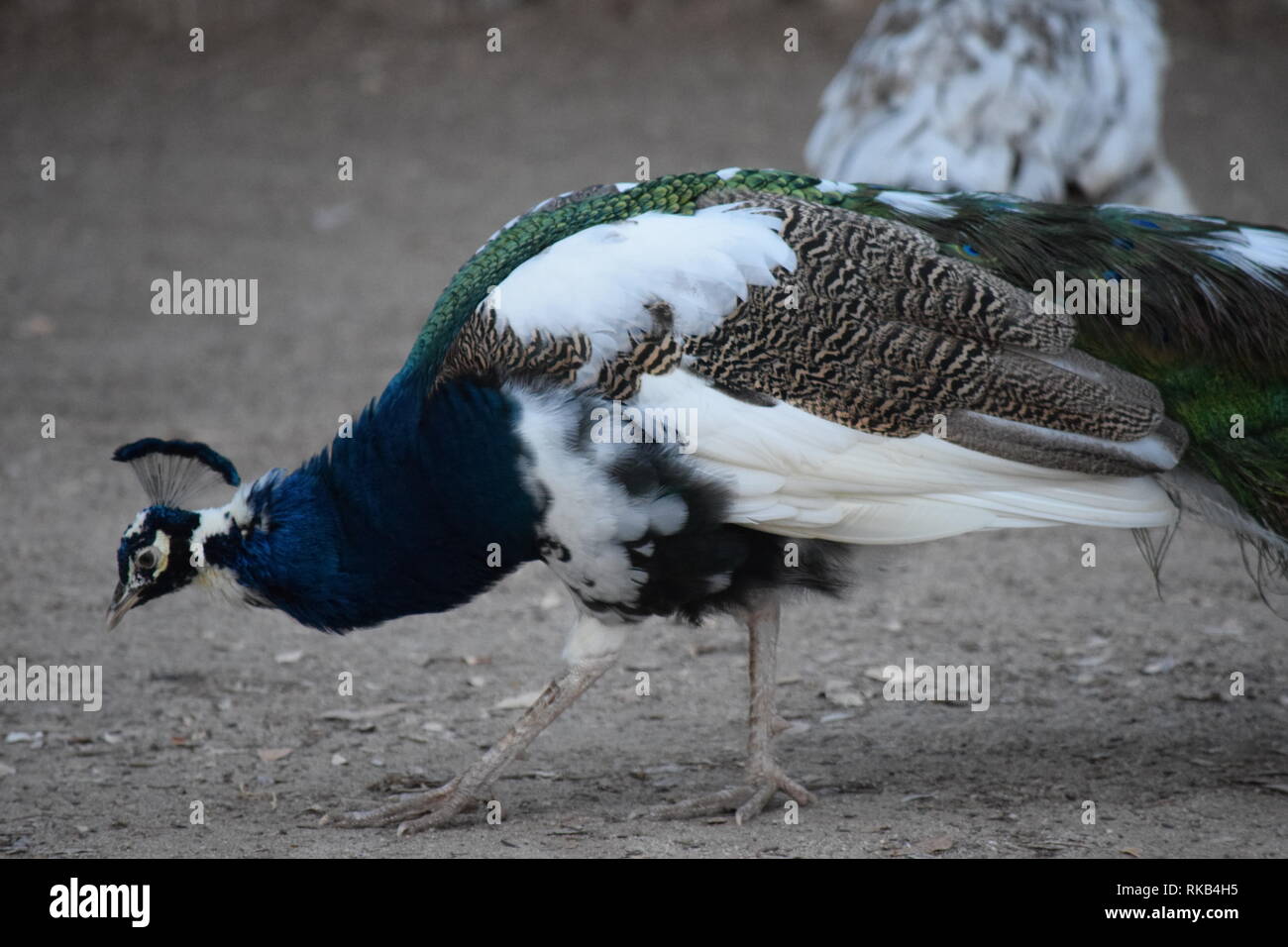 Peacocks strut around the grounds at Wildlife World Zoo in Arizona ...