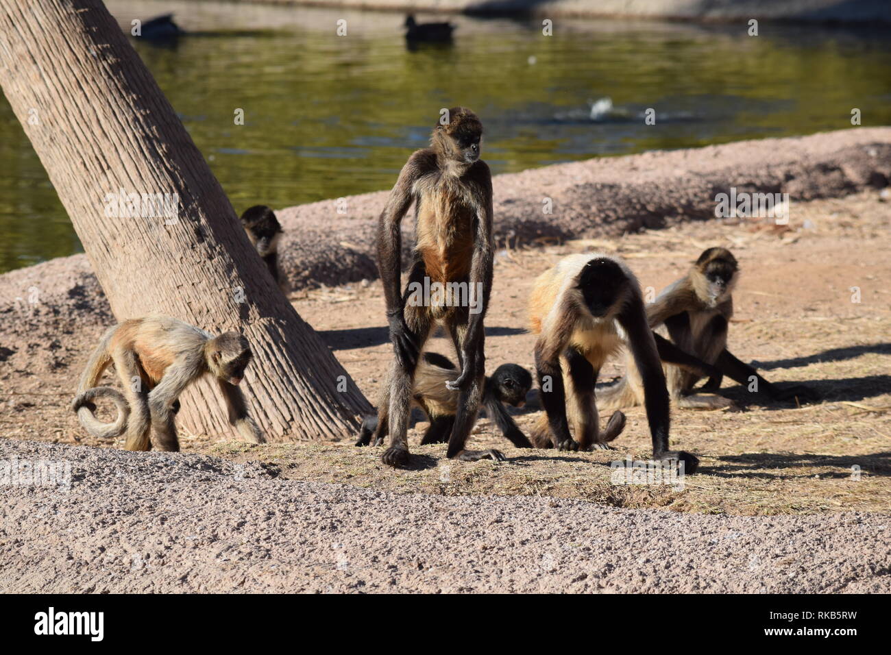 Monkey poses hi-res stock photography and images - Alamy