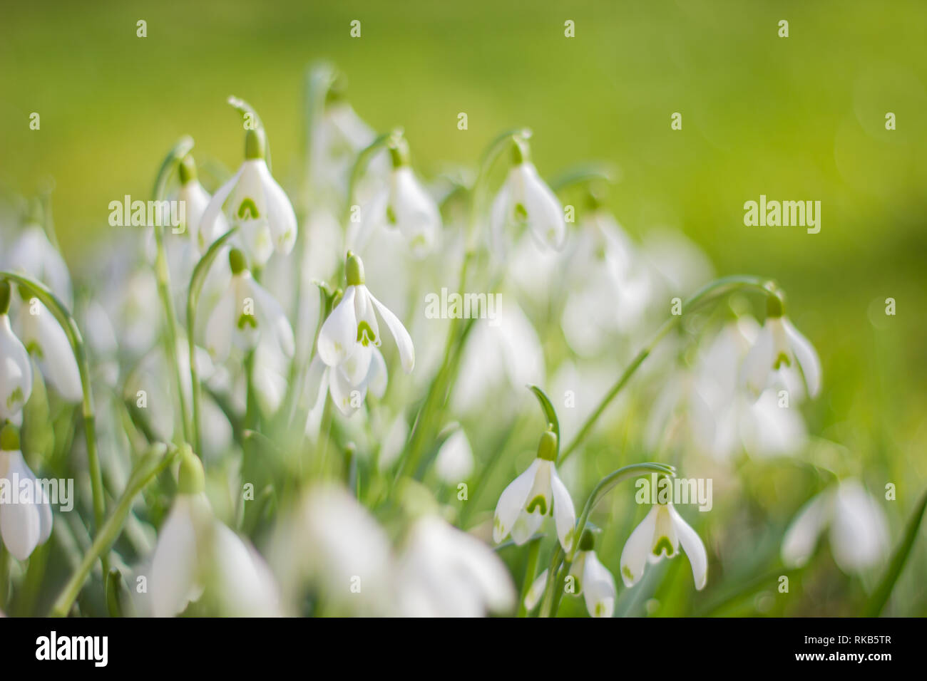 Happy little snowdrops hi-res stock photography and images - Alamy