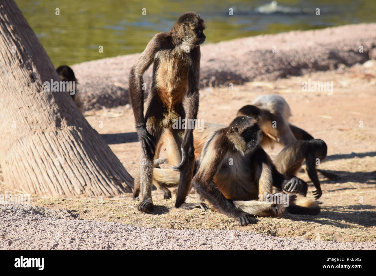 Monkeys striking various interesting poses Stock Photo - Alamy