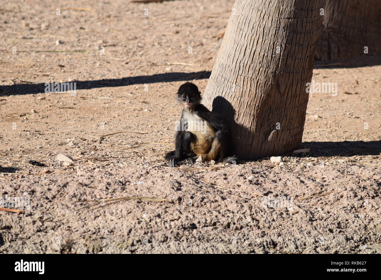 Monkeys striking various interesting poses Stock Photo - Alamy