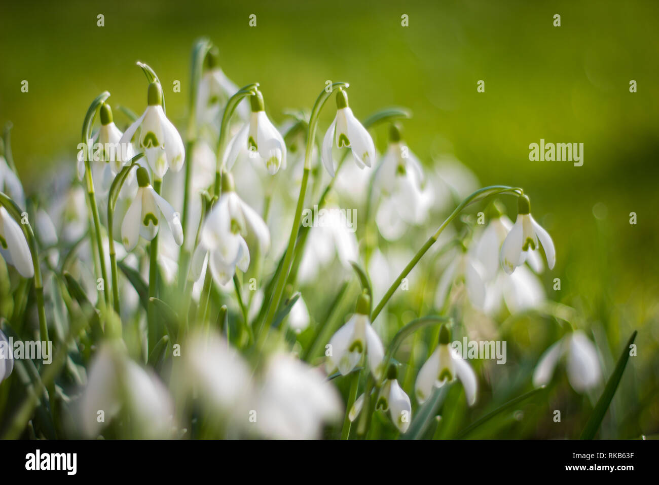 Snowdrop field hi-res stock photography and images - Alamy