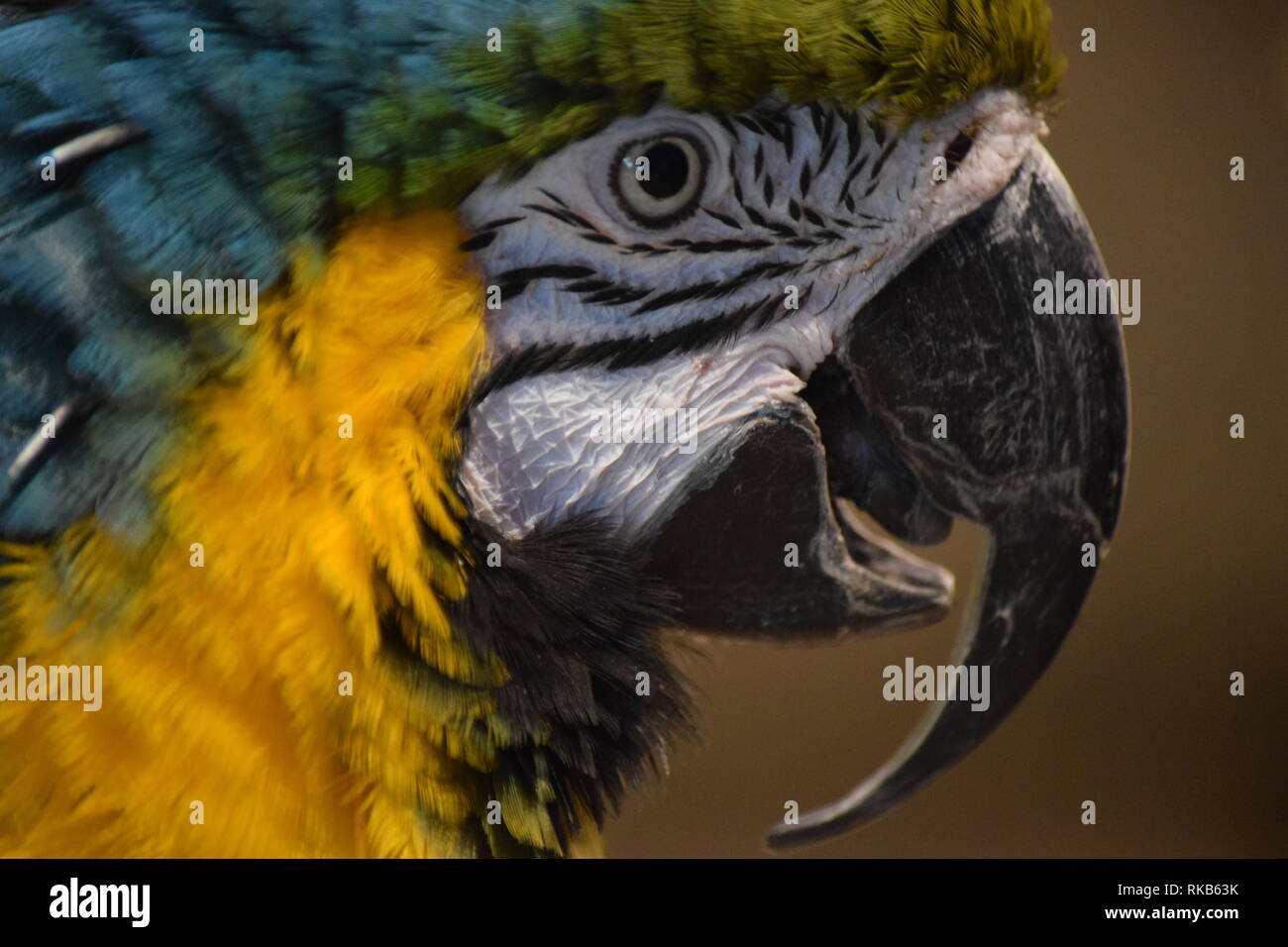 Close up of a beautiful blue and gold macaw Stock Photo - Alamy