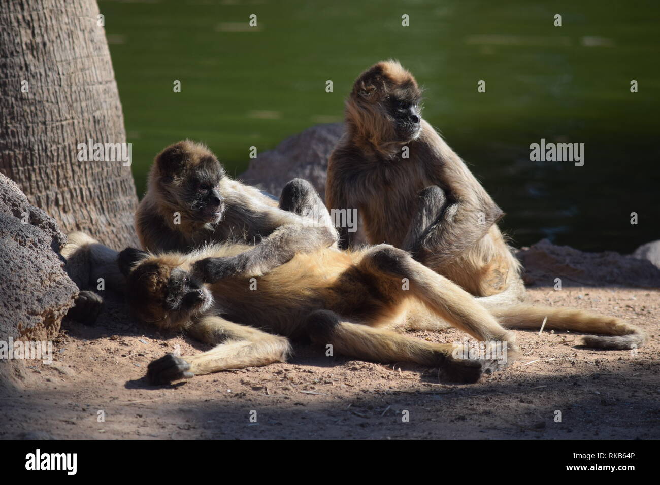 Monkeys striking various interesting poses Stock Photo - Alamy