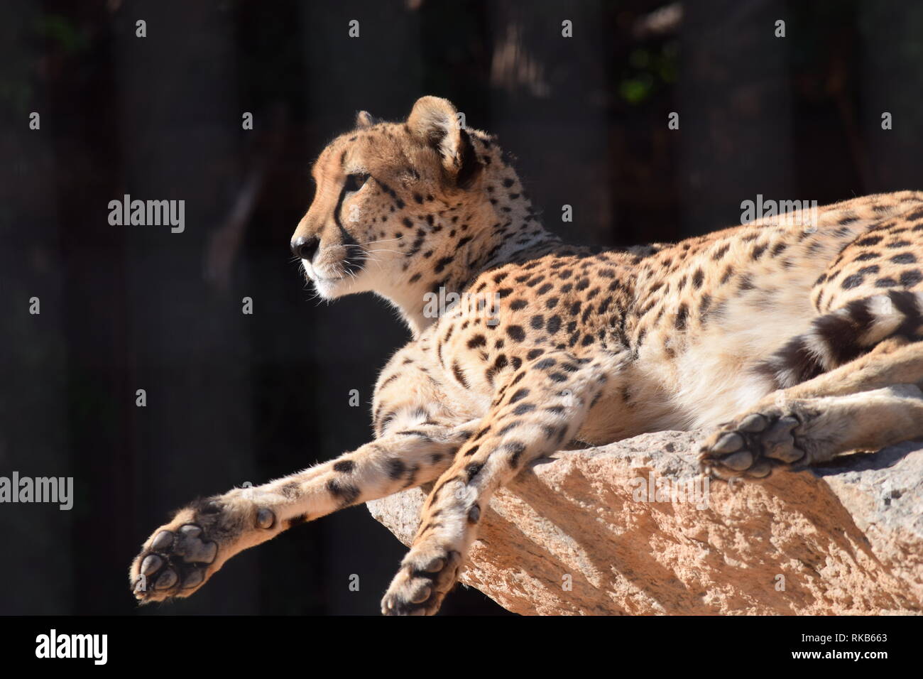 Cheetah on rock hi-res stock photography and images - Alamy