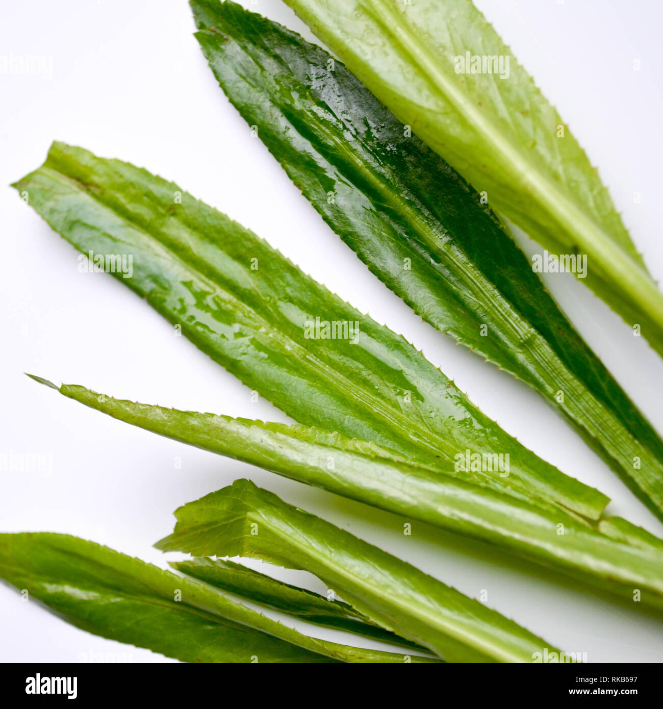 Eryngium foetidum - Culantro (aka long coriander, shadow beni, and ngo ...