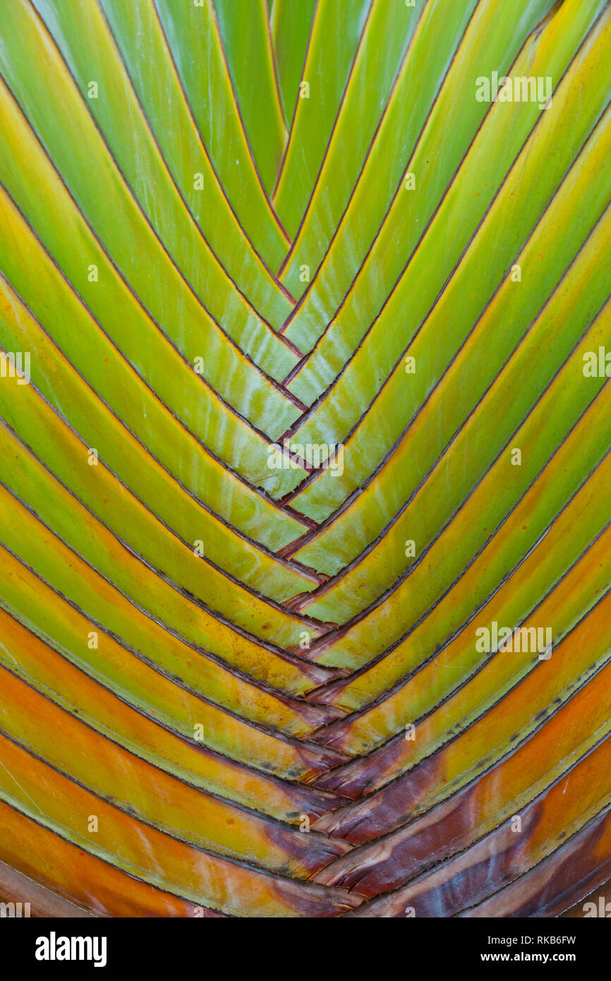 Arbol del Viajero - Traveller's Tree. (Ravenala madagascariensis). Koh ...
