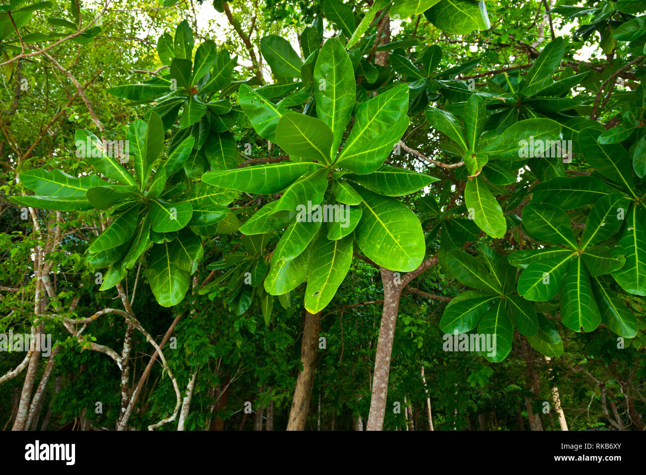 Koh Rawi. Adang Archipelago. Tarutao Marine National Park. Satun ...