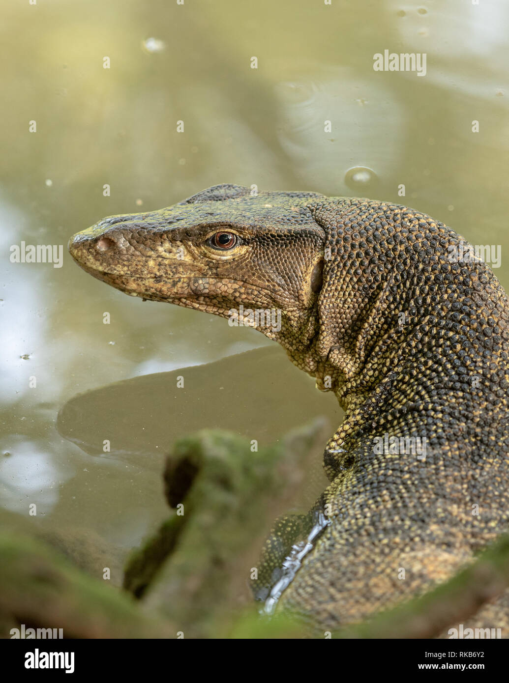 Malayan Water Monitor Lizard, Varanus salvator, in Sungei Buloh Wetland ...