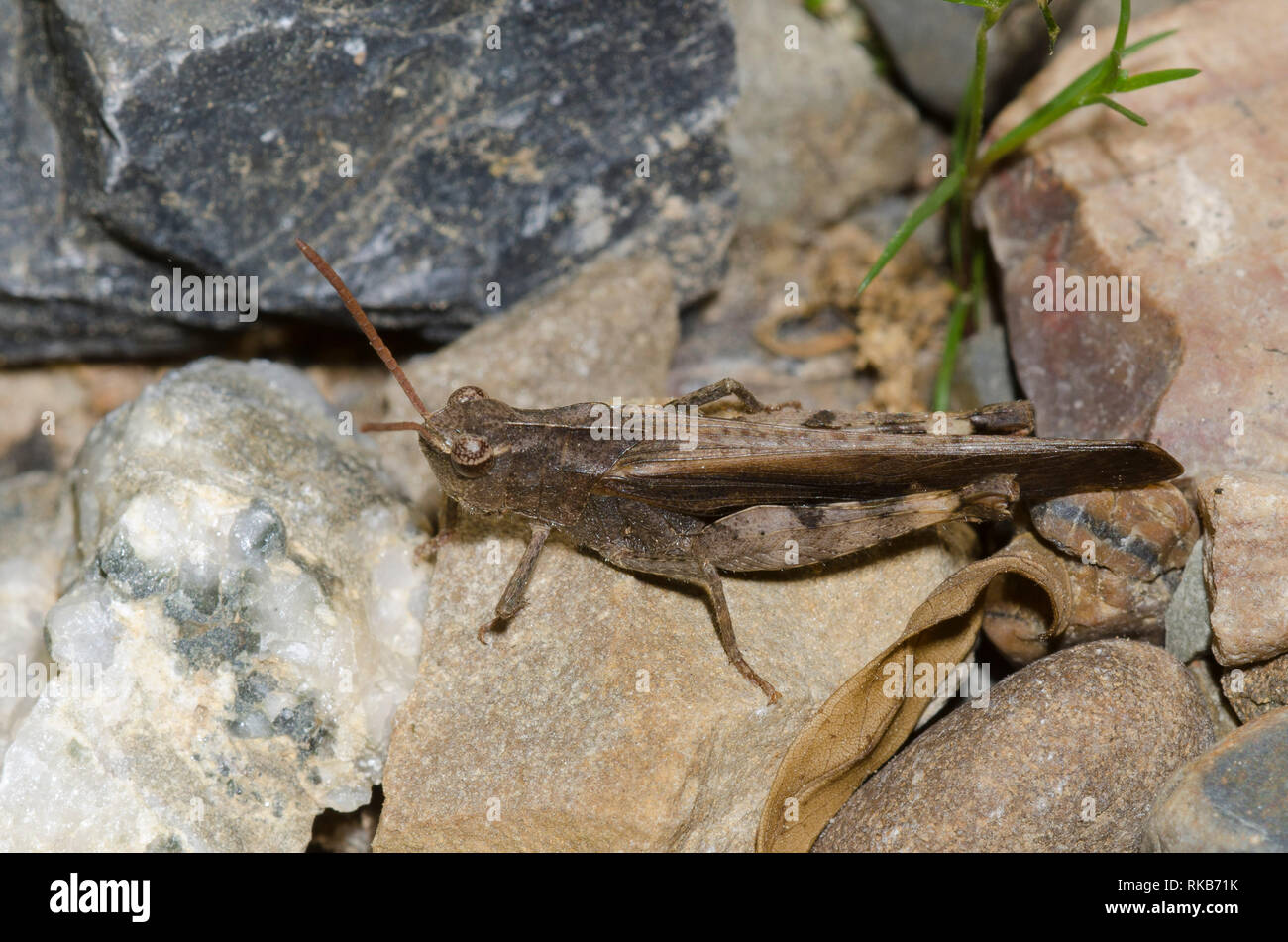 Green-striped Grasshopper, Chortophaga viridifasciata, male Stock Photo ...