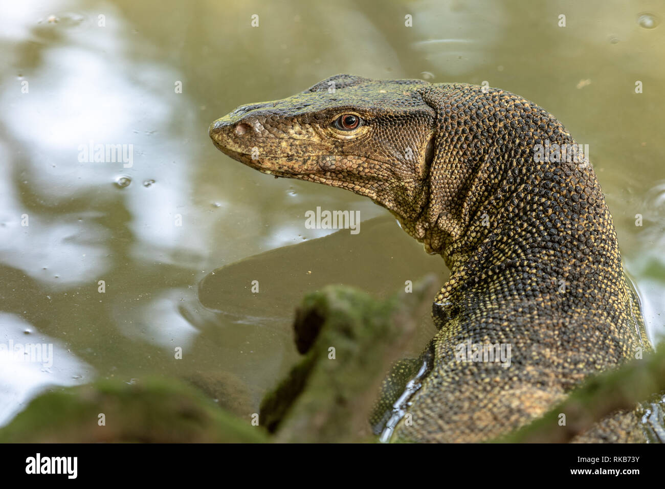 Malayan Water Monitor Lizard, Varanus salvator, in Sungei Buloh Wetland ...