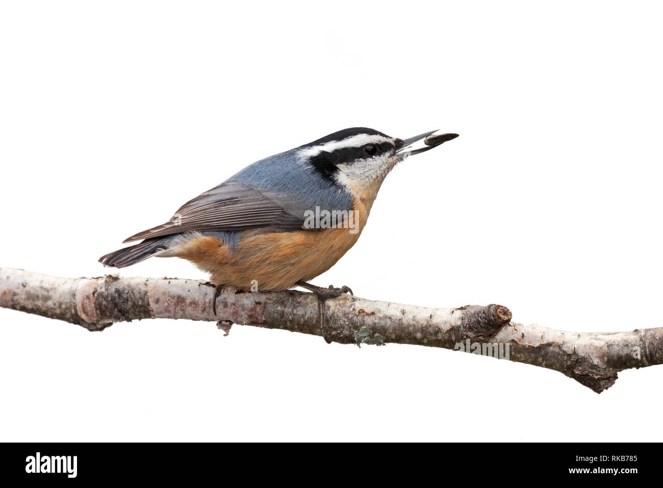 Red-breasted nuthatch, positioned on a birch branch, tail end to beak ...