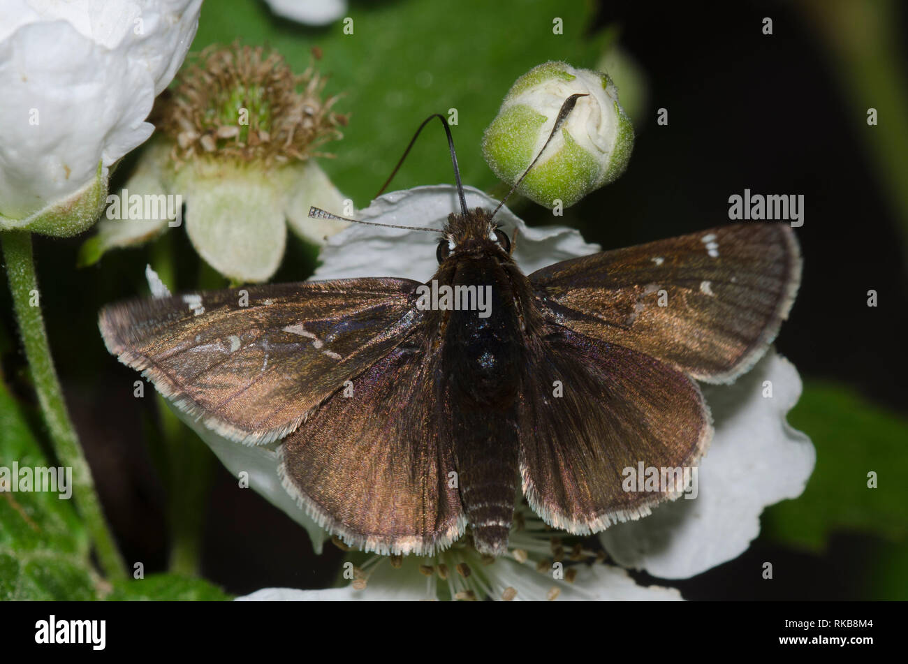 Dusted Skipper, Atrytonopsis hianna, taking flight after nectaring from blackberry, Rubus sp ...