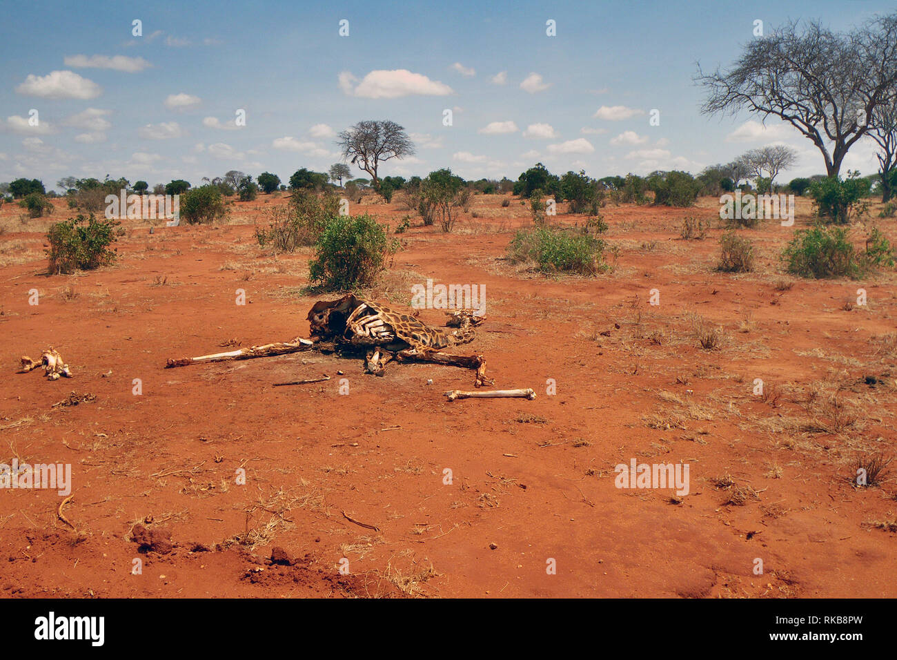 Death Giraffe in Africa Stock Photo - Alamy