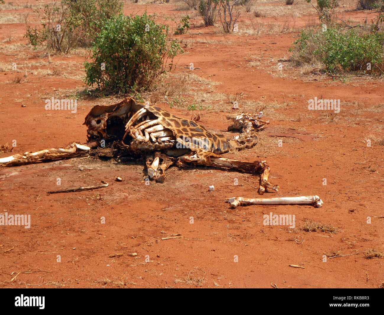 Dead giraffe hunting hi-res stock photography and images - Alamy