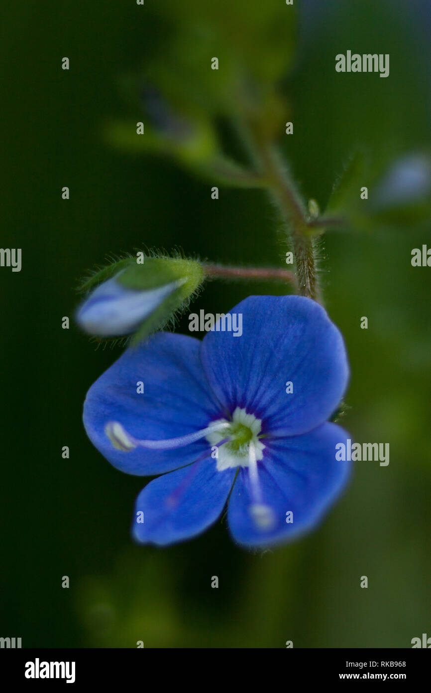 Long flowered speedwell hi-res stock photography and images - Alamy