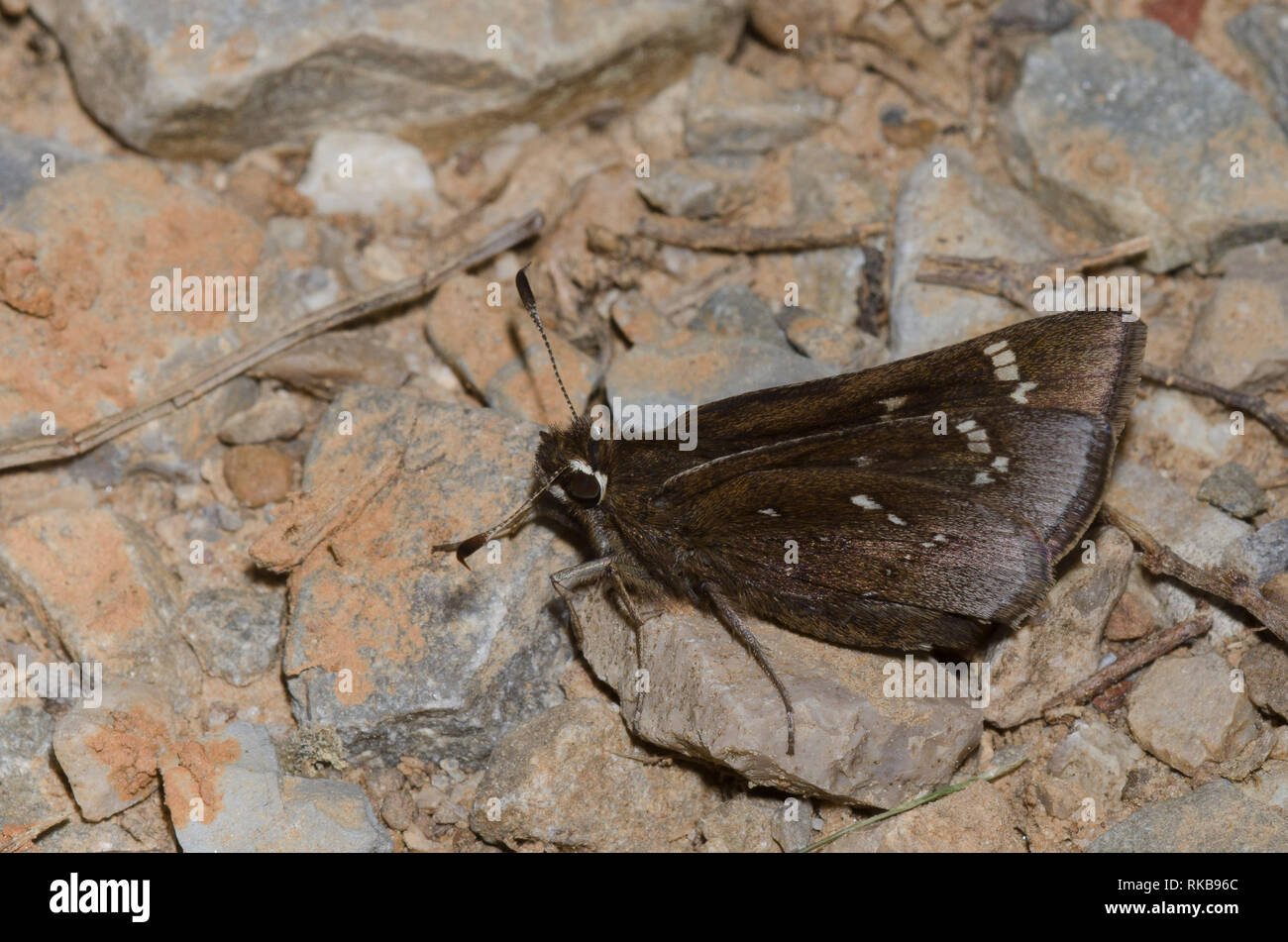 Atrytonopsis hianna hi-res stock photography and images - Alamy