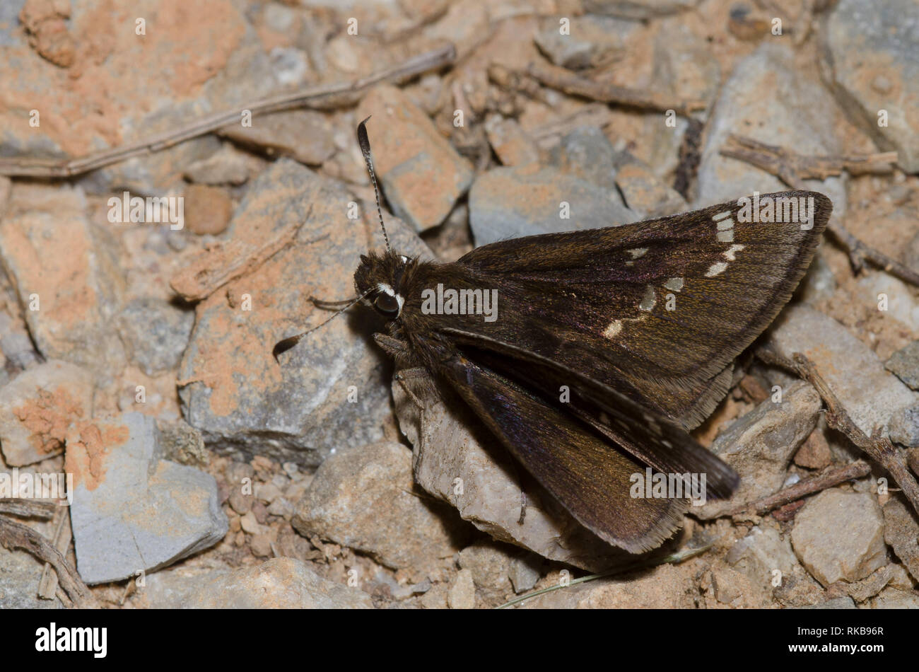 Dusted Skipper, Atrytonopsis hianna Stock Photo - Alamy