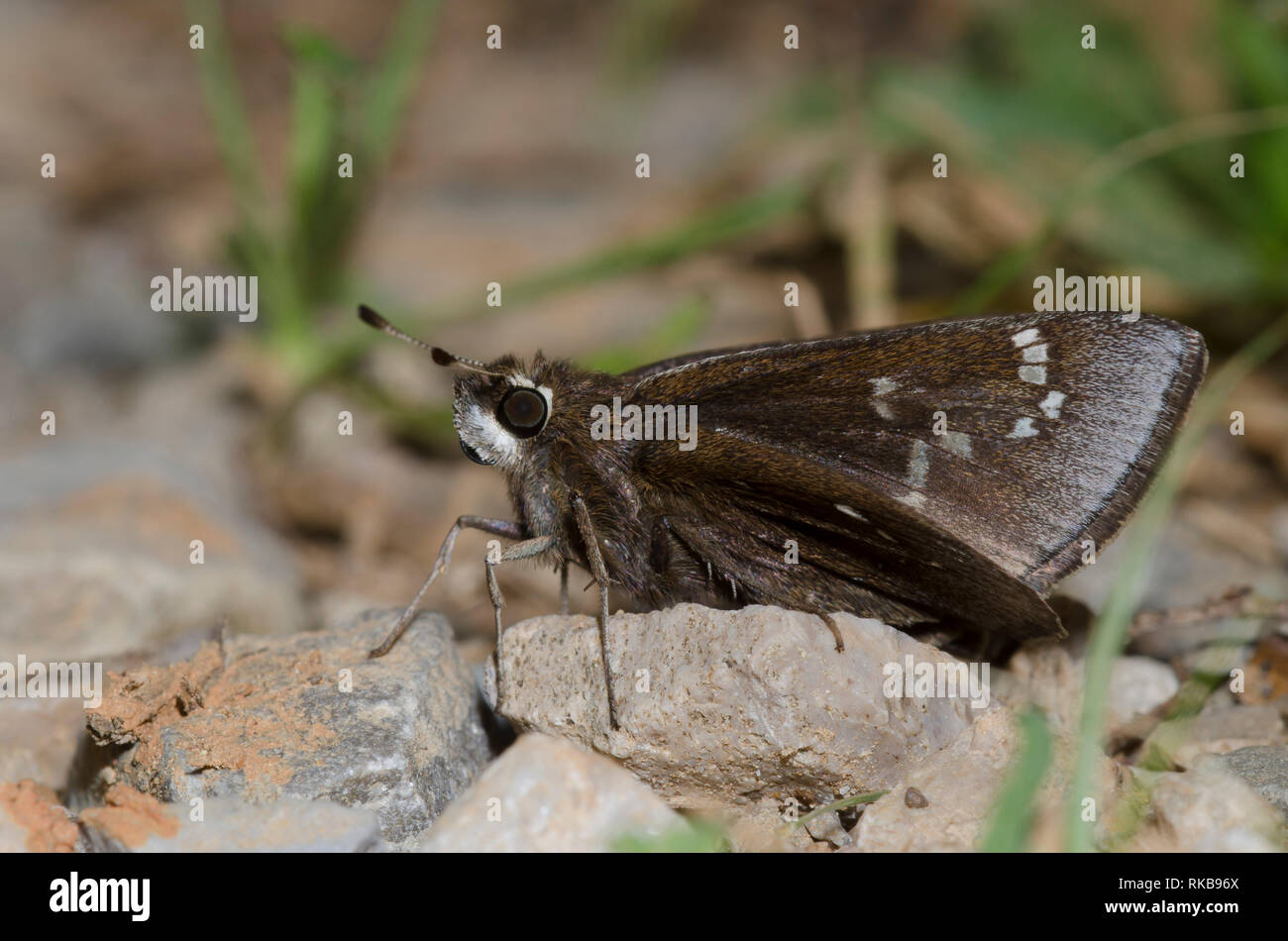 Atrytonopsis hianna hi-res stock photography and images - Alamy