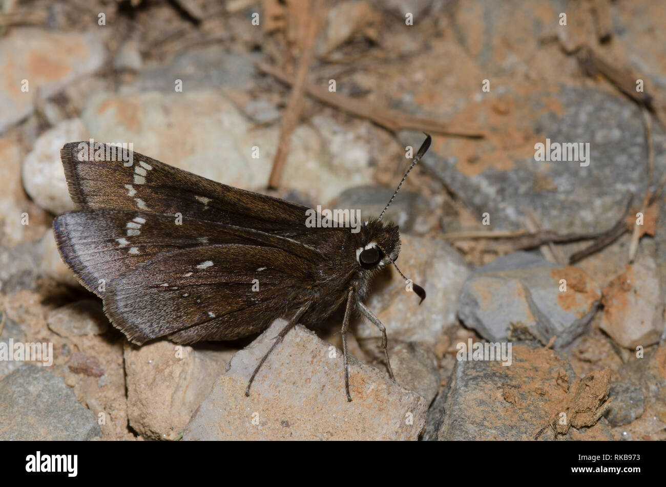 Dusted Skipper, Atrytonopsis hianna Stock Photo - Alamy