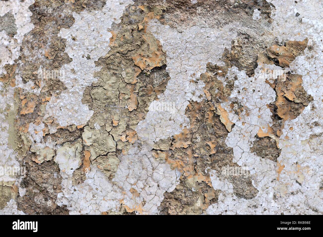 Close up high resolution surface of weathered paint on a wall Stock ...