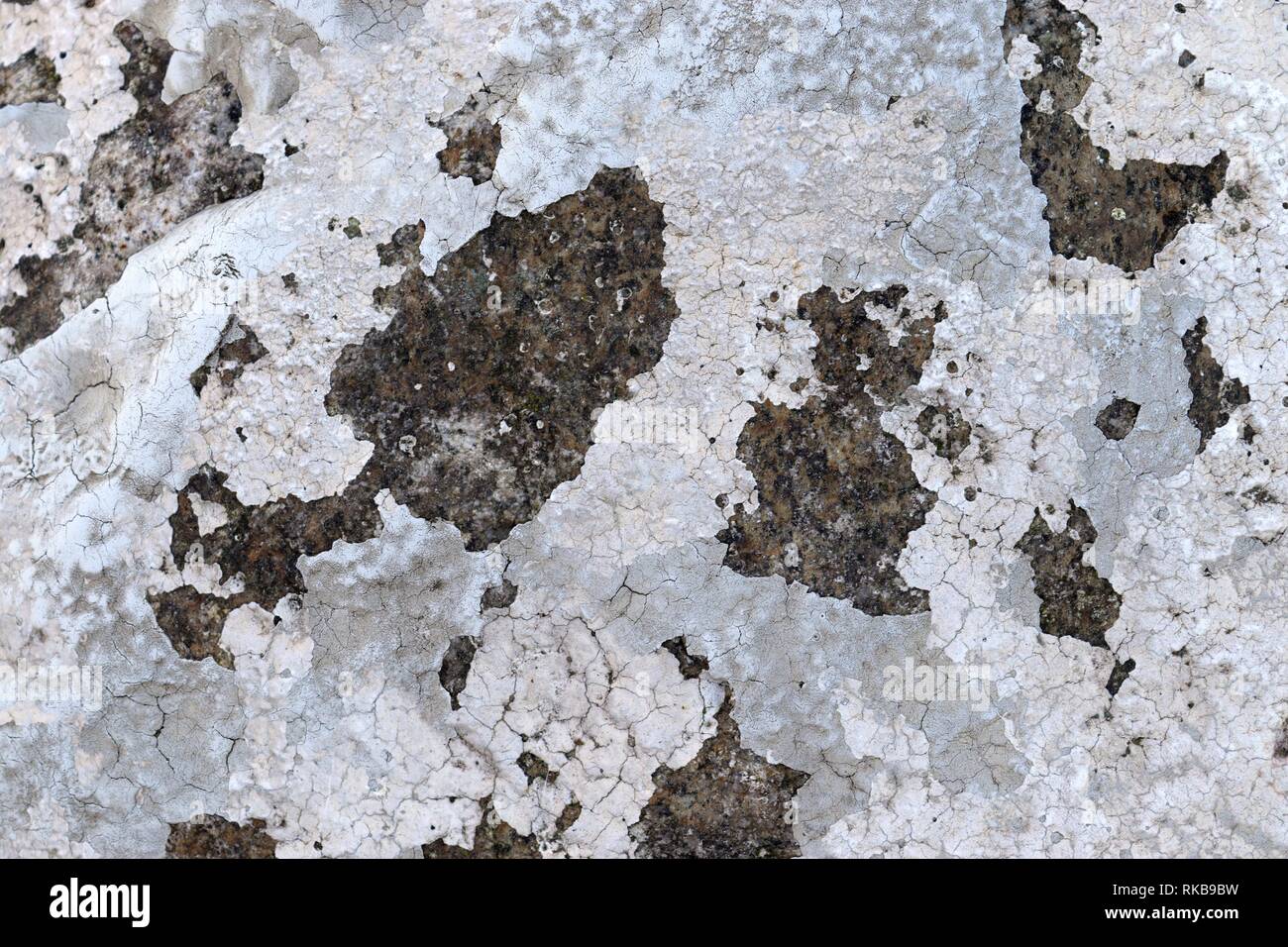 Close up high resolution surface of weathered paint on a wall Stock ...
