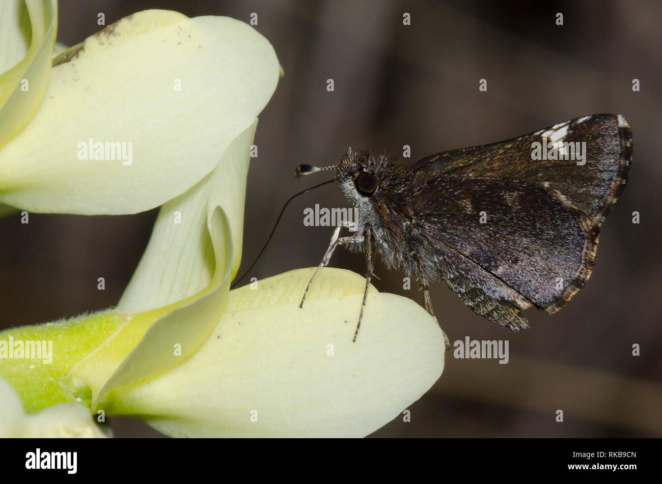 Common Roadside-Skipper, Amblyscirtes vialis, nectaring from Cream Wild ...