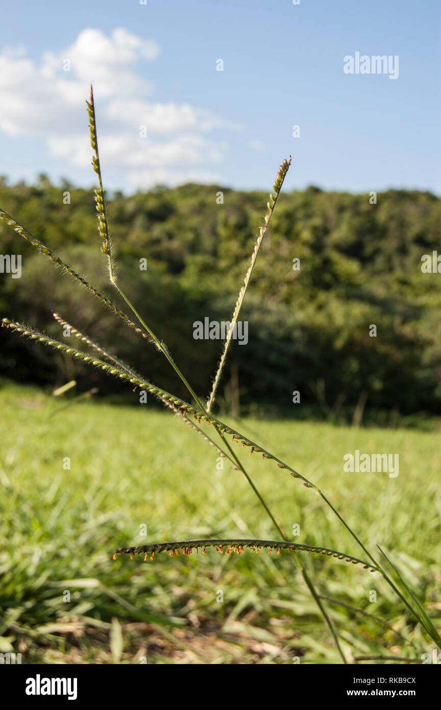 Common Signal Grass Urochloa brizantha Stock Photo - Alamy