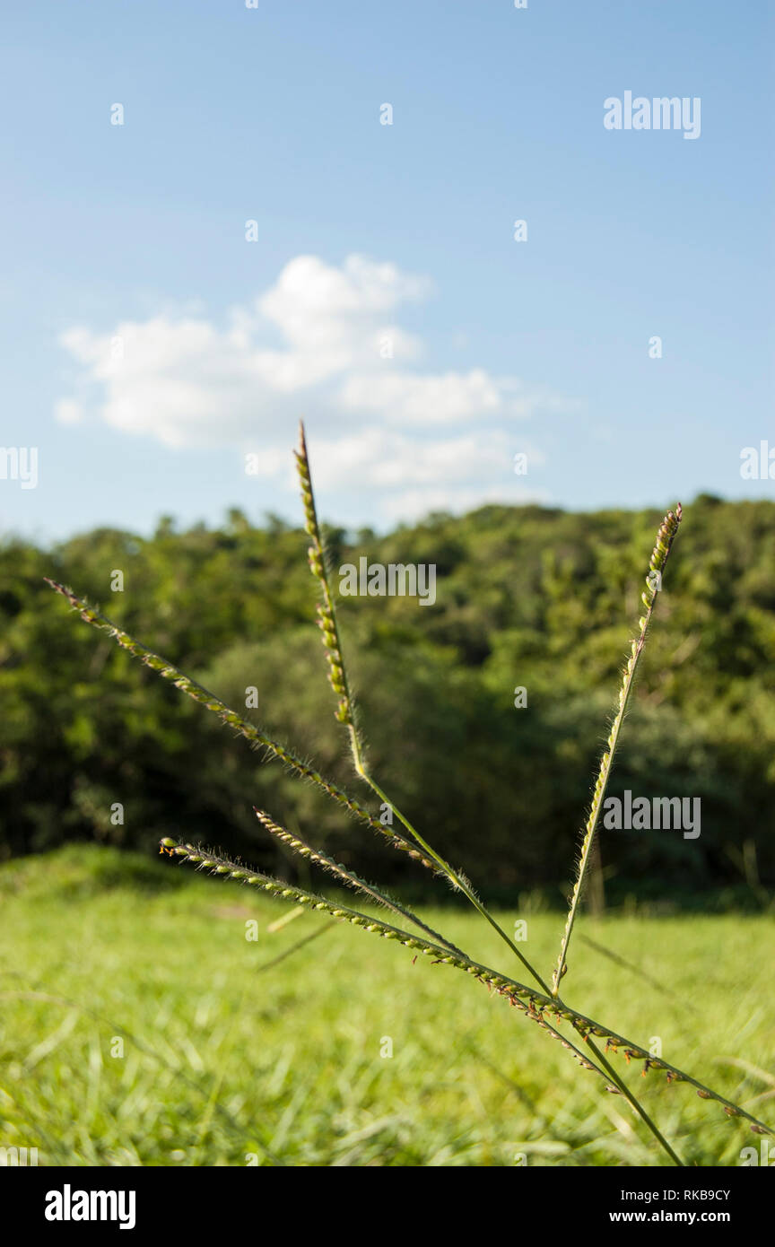 Common Signal Grass Urochloa brizantha Stock Photo - Alamy