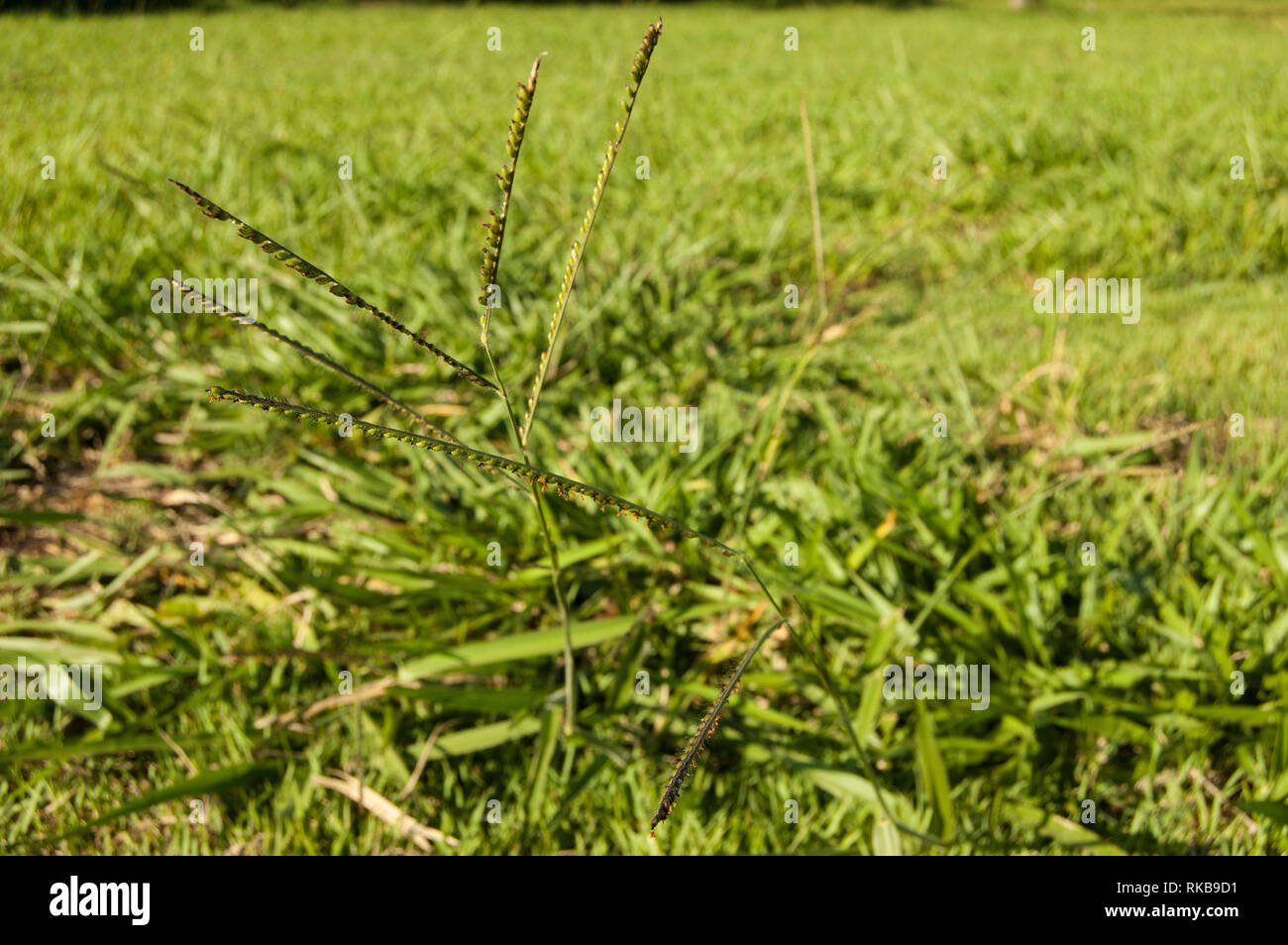 Common Signal Grass Urochloa brizantha Stock Photo - Alamy