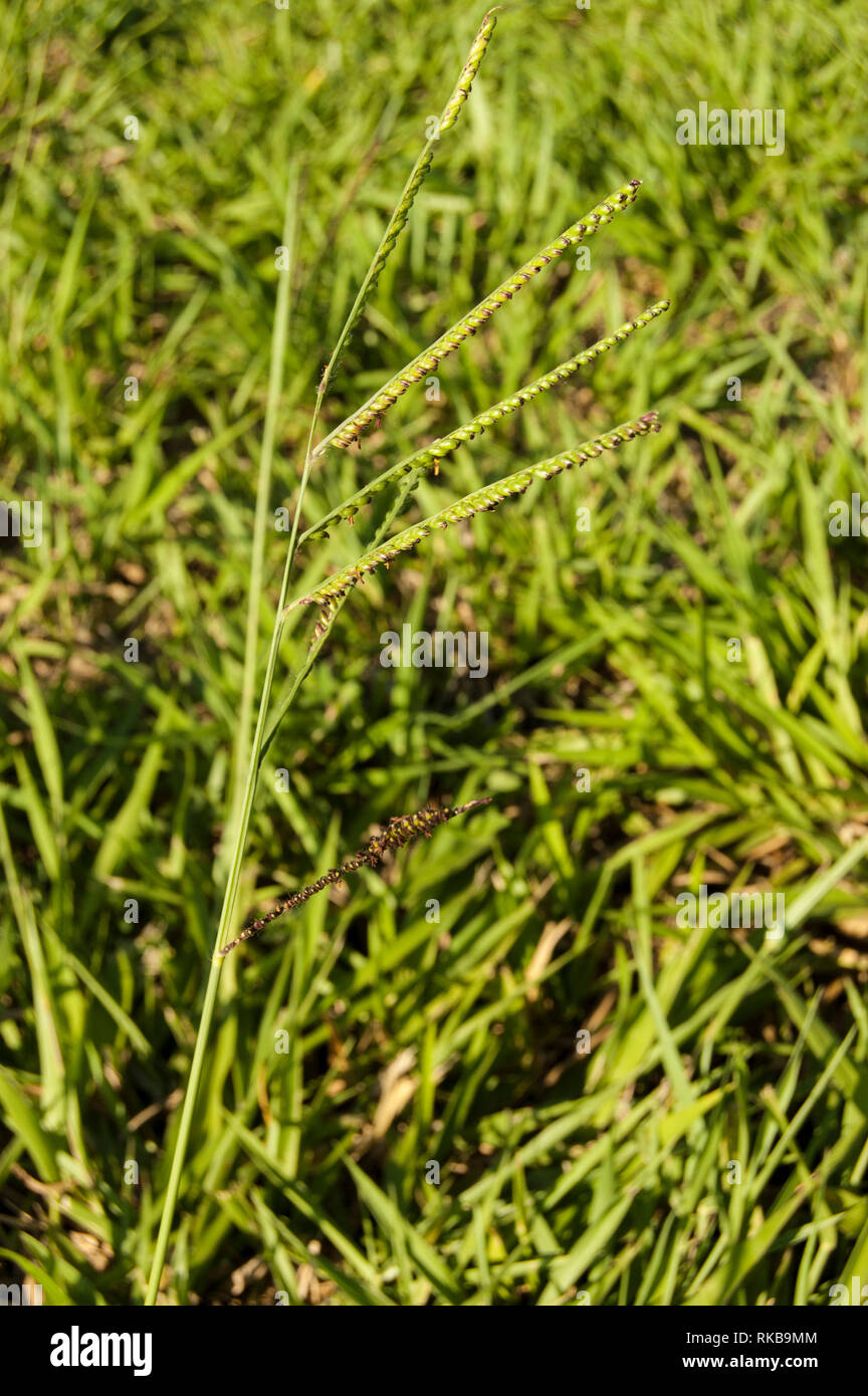 Common Signal Grass Urochloa brizantha Stock Photo - Alamy