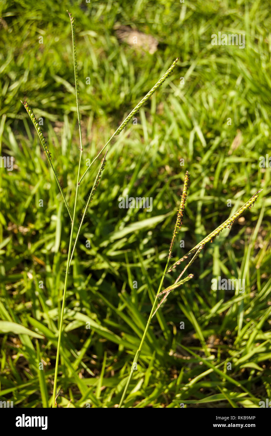 Common Signal Grass Urochloa brizantha Stock Photo - Alamy