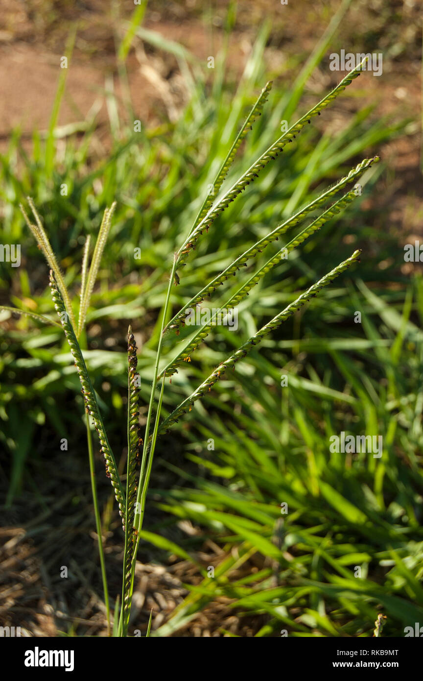 Urochloa brizantha hi-res stock photography and images - Alamy