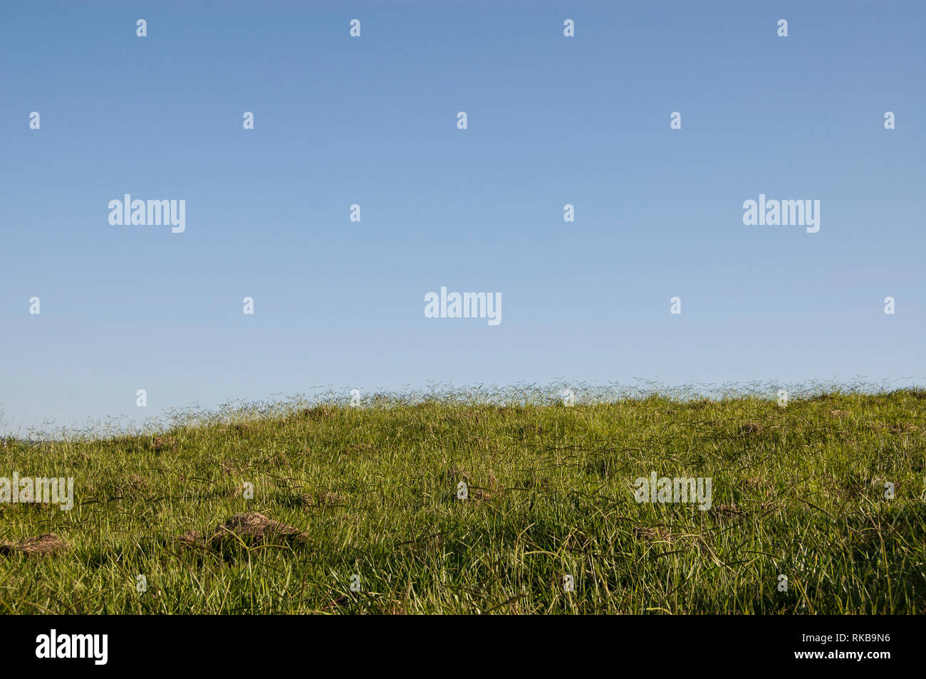 Common Signal Grass Urochloa brizantha Stock Photo - Alamy