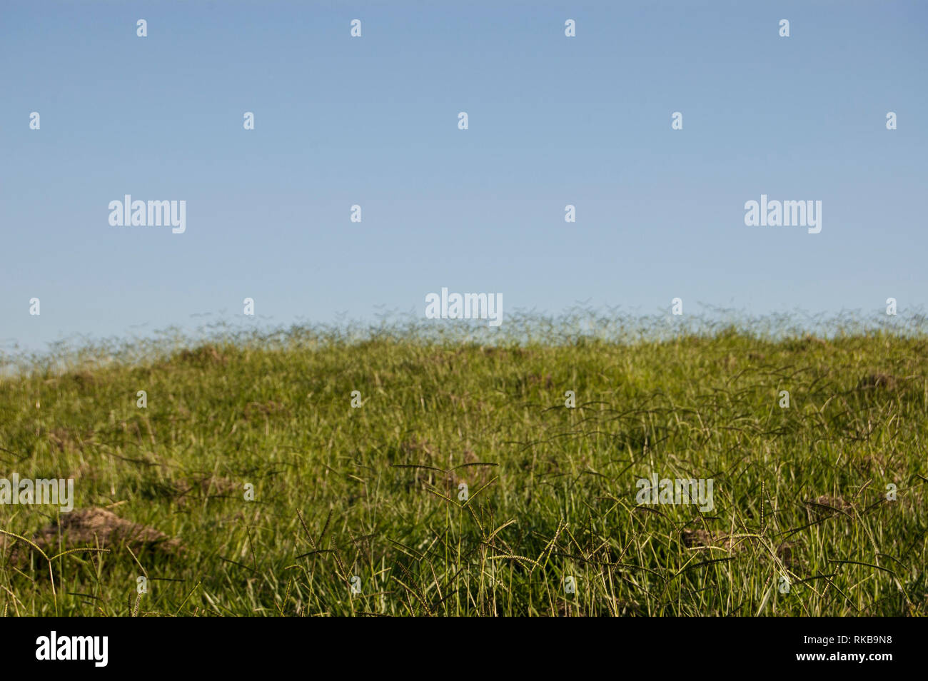 Common Signal Grass Urochloa brizantha Stock Photo - Alamy