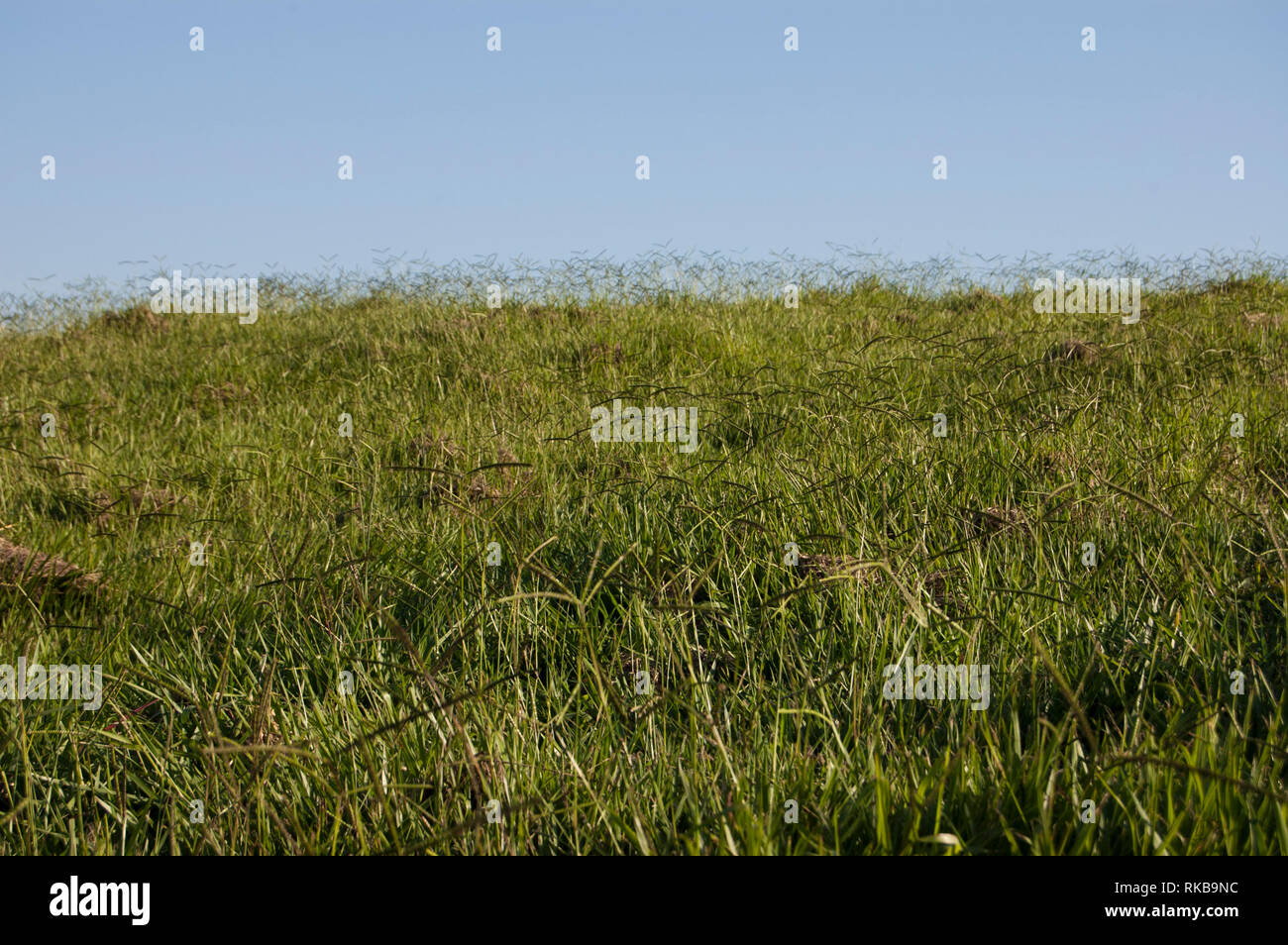 Signal grass hi-res stock photography and images - Alamy