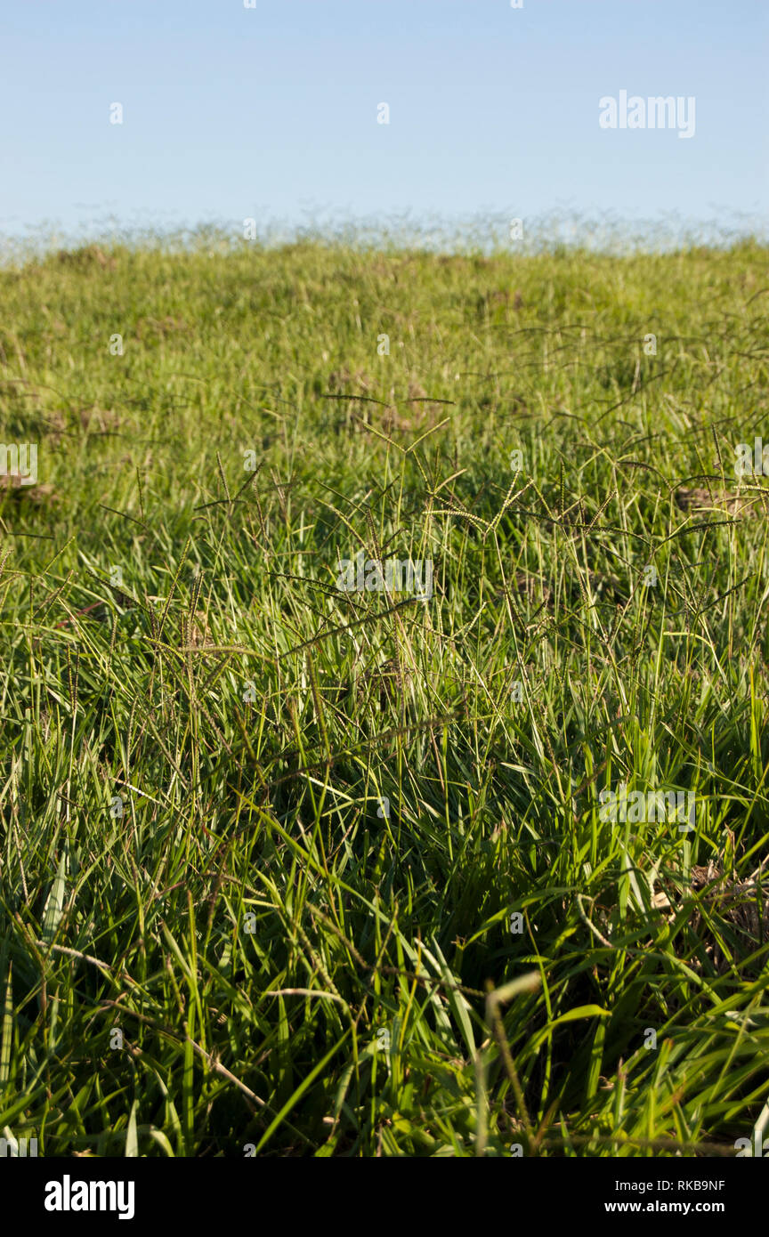 Common Signal Grass Urochloa brizantha Stock Photo - Alamy