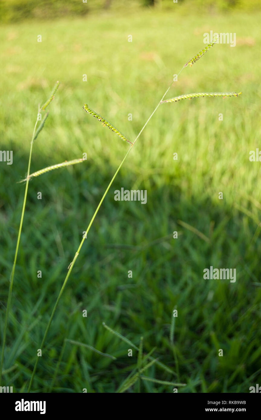 Common Signal Grass Urochloa brizantha Stock Photo - Alamy