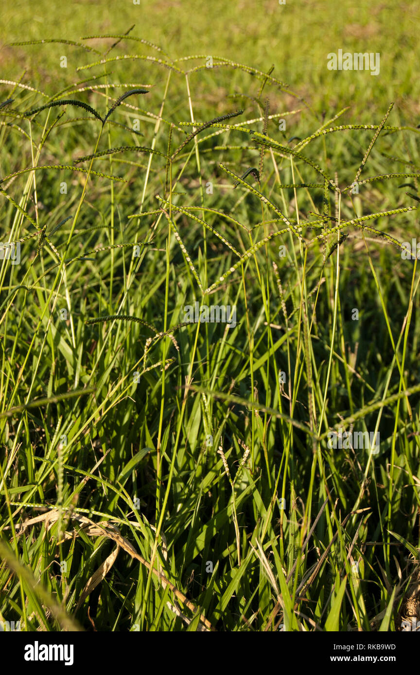 Urochloa brizantha hi-res stock photography and images - Alamy