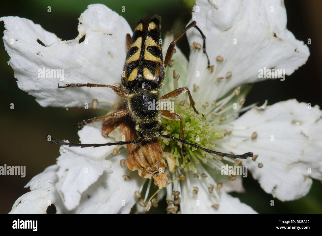 Phymata sp hi-res stock photography and images - Alamy