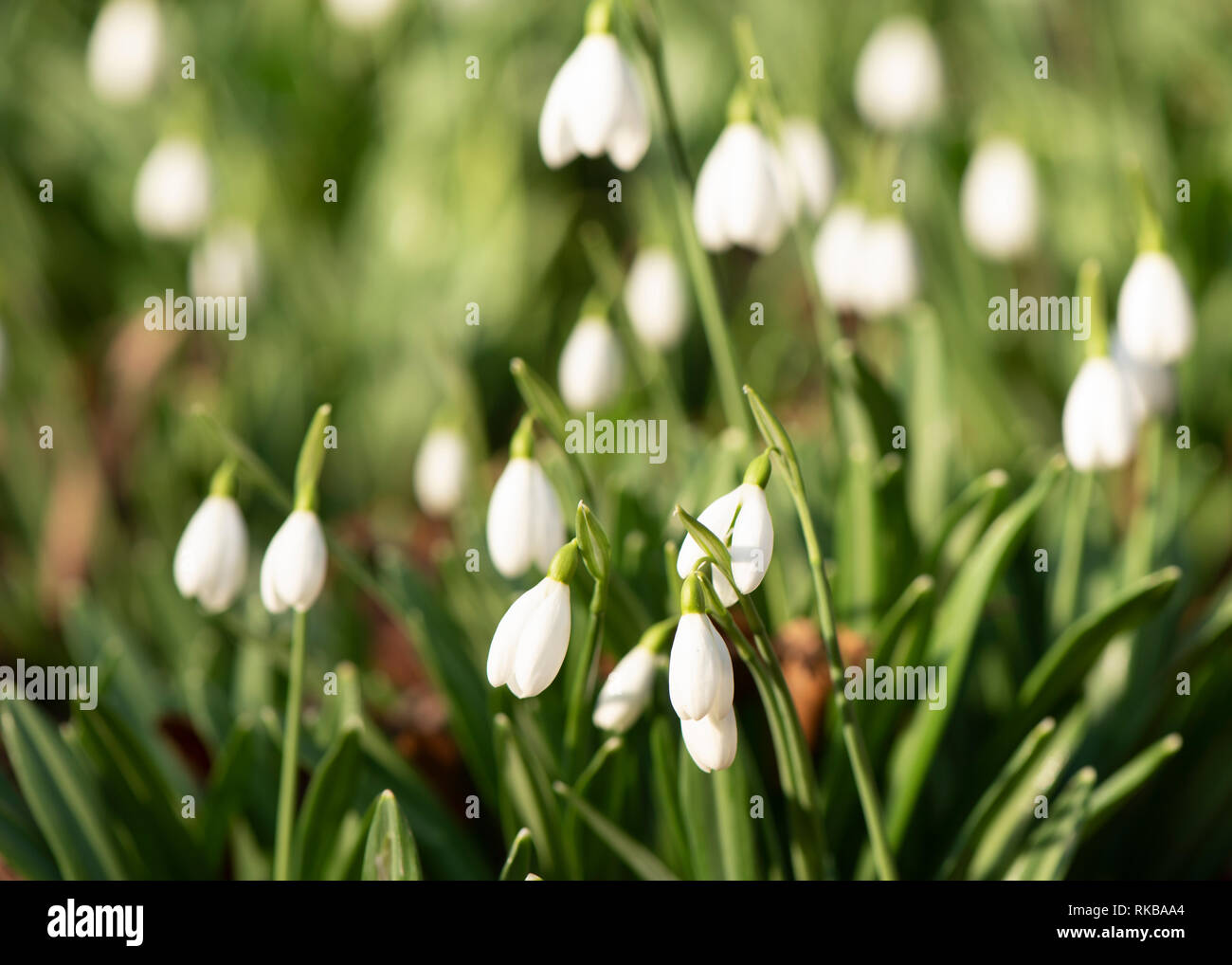 many lilies of the valley in the early spring in the foreground, in the ...