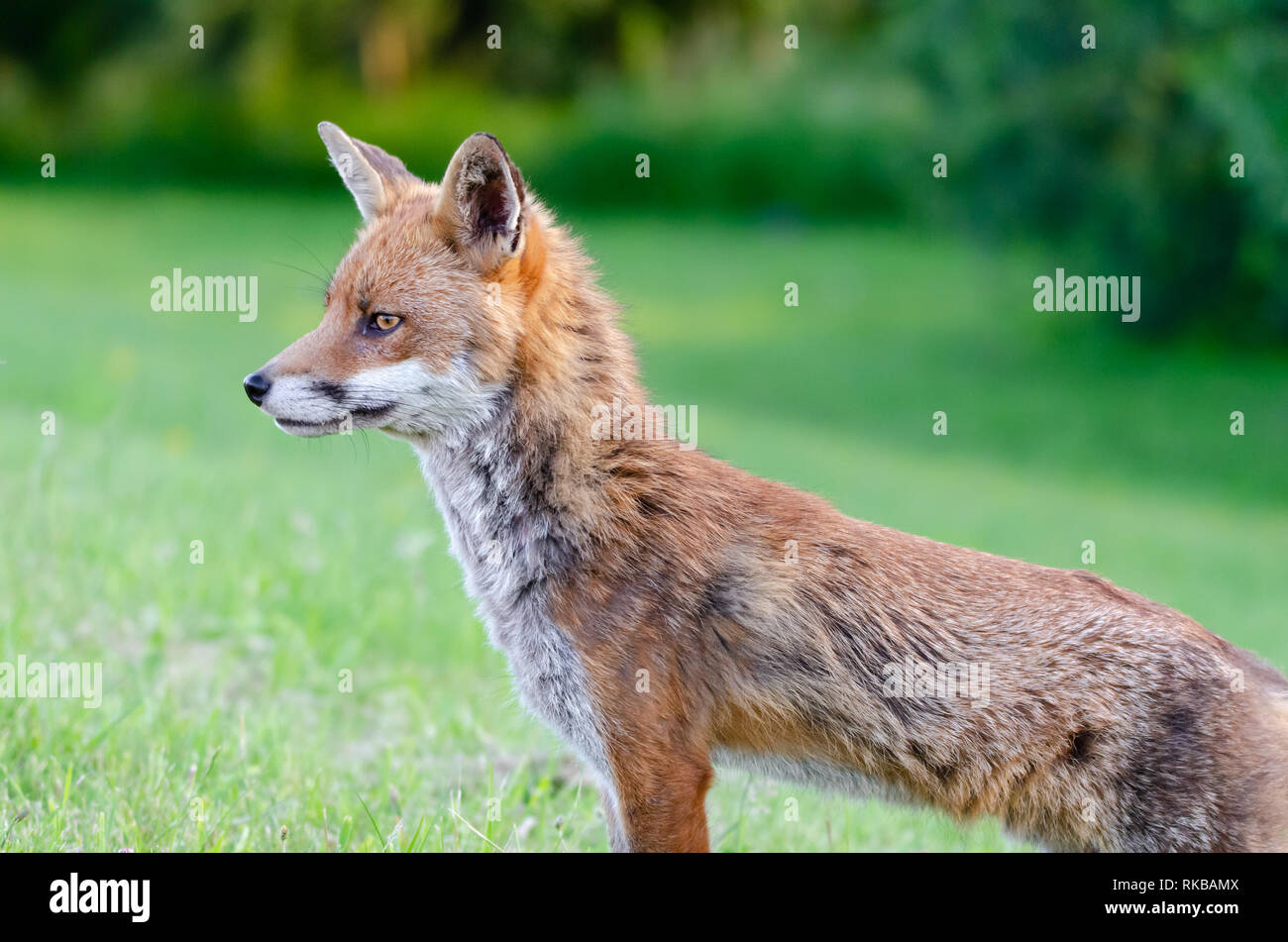 A fox photo with a green background hi-res stock photography and images ...