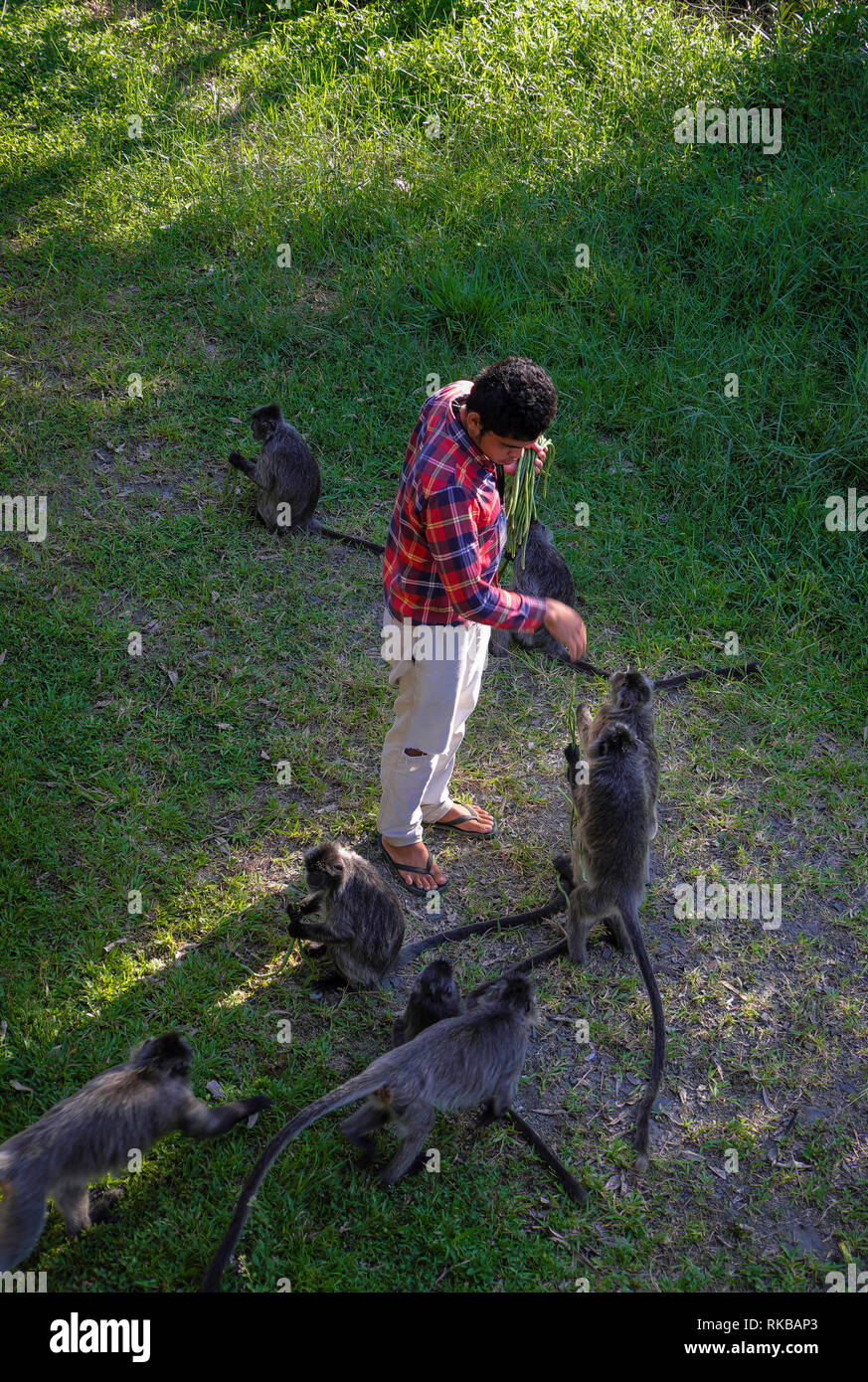 Man feeding monkeys in Borneo,Malaysia Stock Photo - Alamy