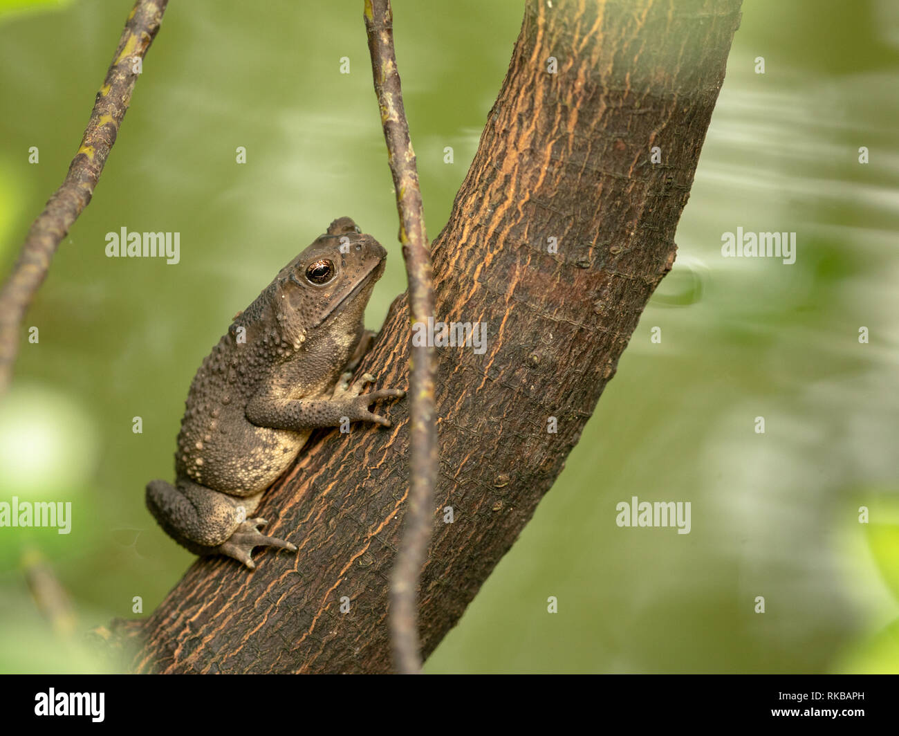 Asian common toad hi-res stock photography and images - Alamy