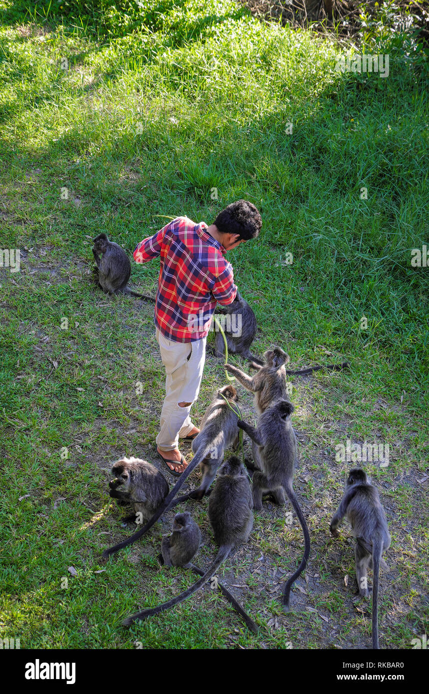 Man feeding monkeys in Borneo,Malaysia Stock Photo - Alamy