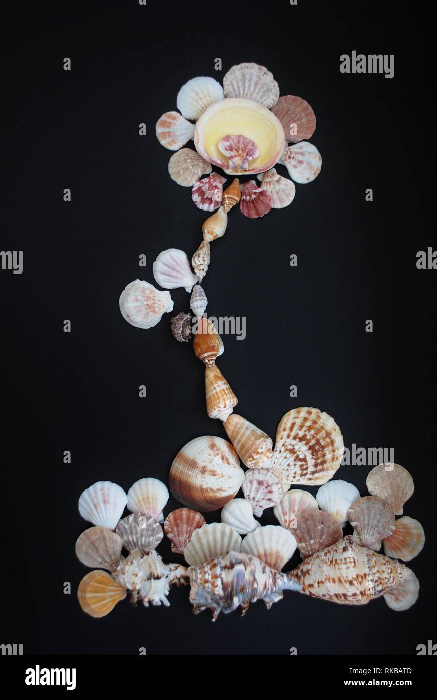 Sea shells made into a picture of a flower Stock Photo - Alamy
