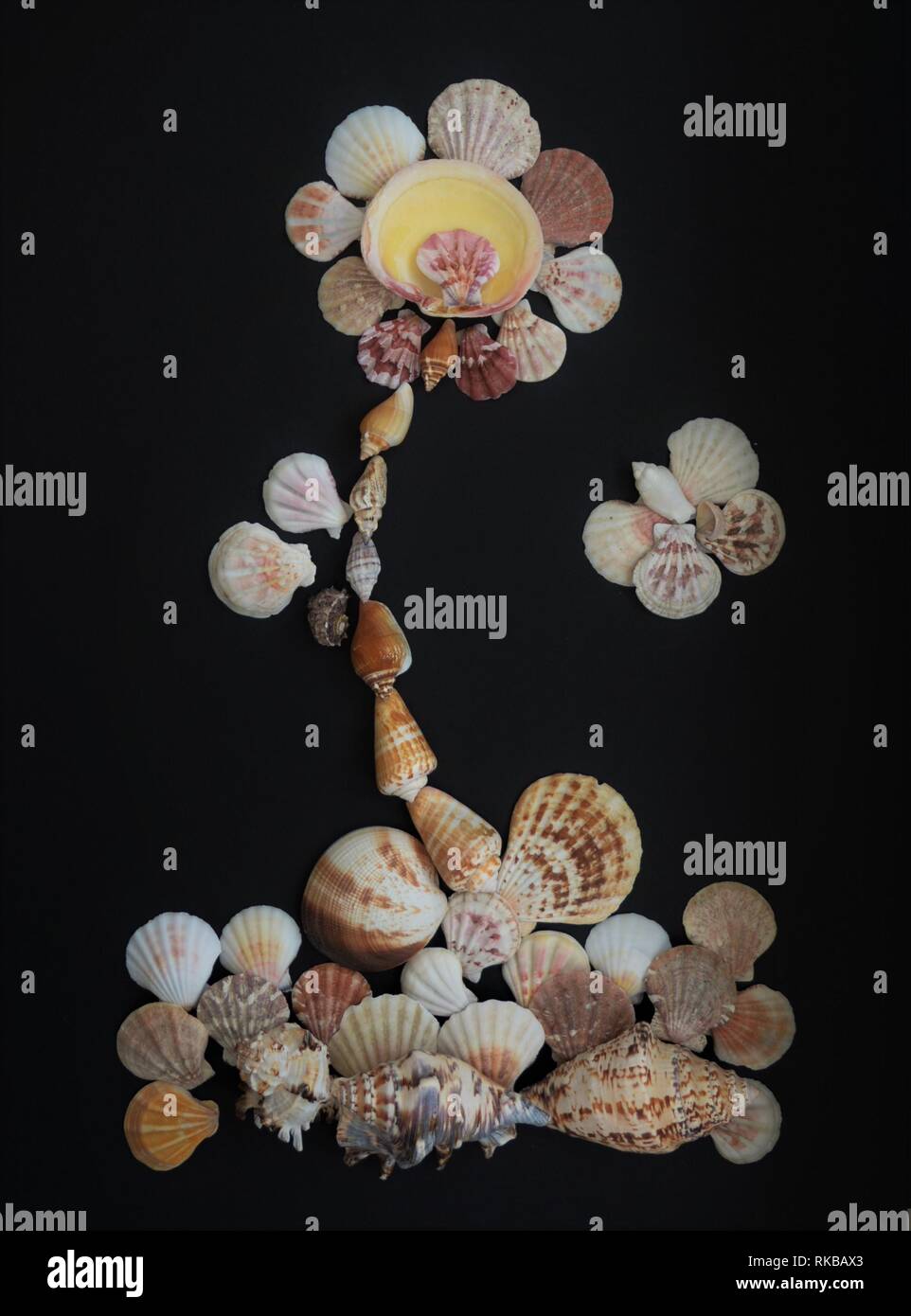 Picture made with shells hi-res stock photography and images - Alamy