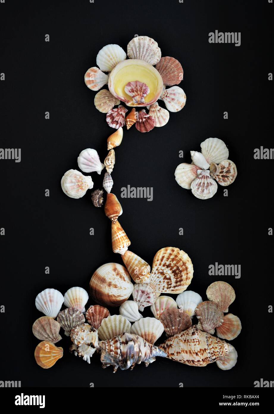 Picture made with shells hi-res stock photography and images - Alamy